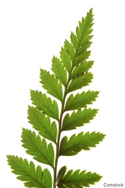 The Checkup: Scientists Name New Ferns After Lady Gaga