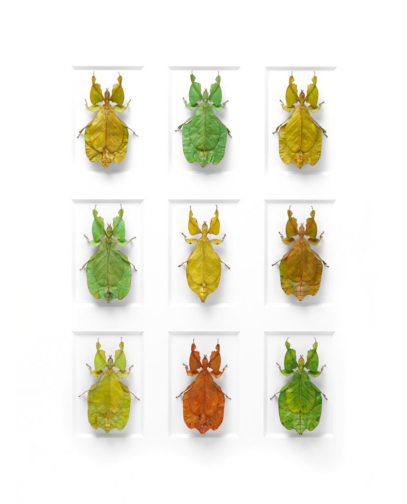Green Leaf Bug Classification