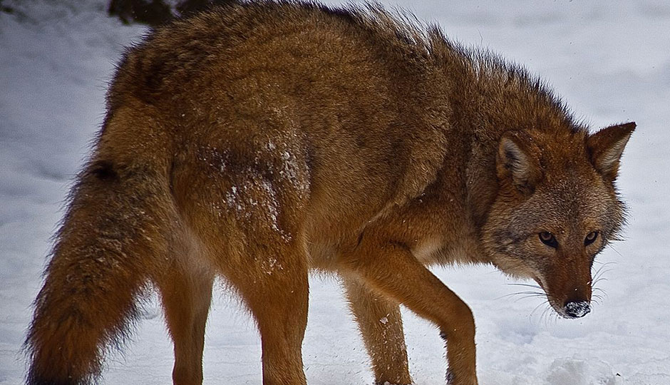10 Surprising Wild Animals Spotted in Philadelphia - Philadelphia Magazine