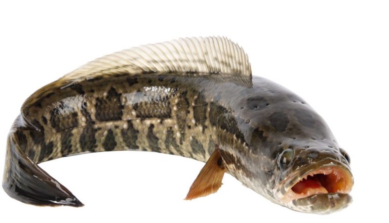 10 Surprising Wild Animals Spotted in Philadelphia - Philadelphia Magazine