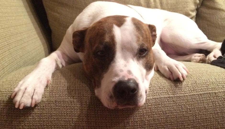 Top 10 Dog Photos from PAWS’ Instagram