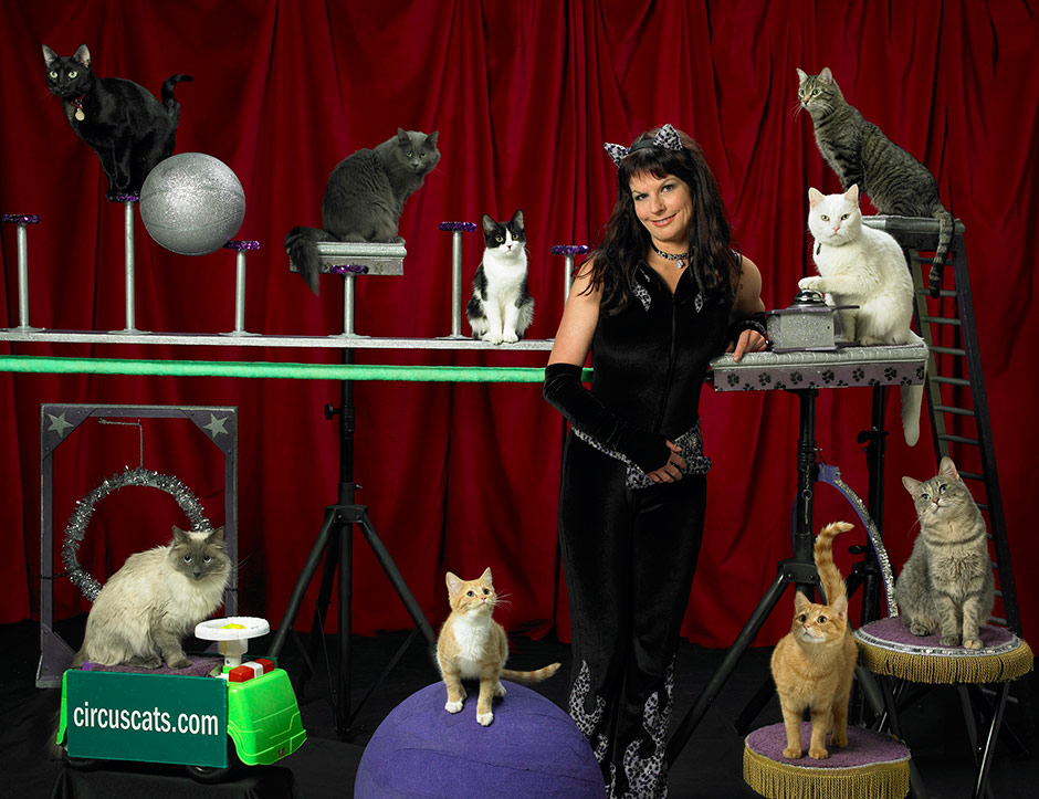 Cat Acrobats Are Coming to Philadelphia - Philadelphia Magazine