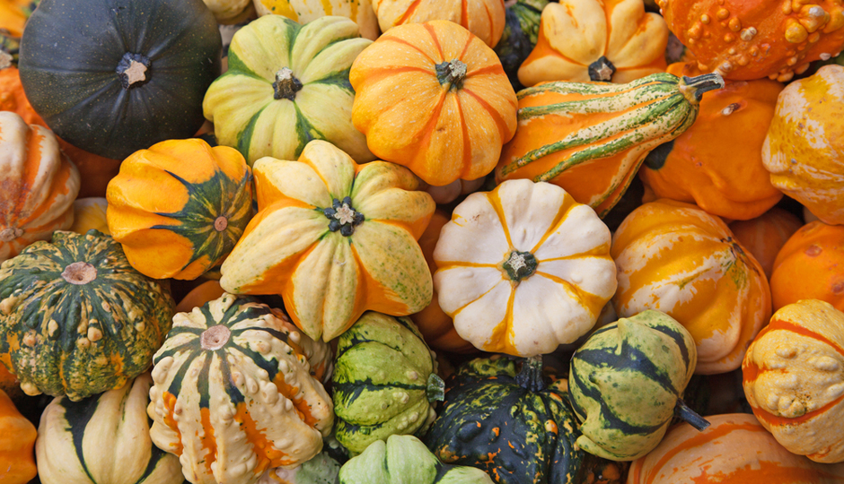 Your Official 2015 Gourd Guide (With Recipes!) - Philadelphia Magazine