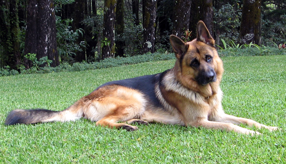 The Top 10 Dog Breeds in Philadelphia