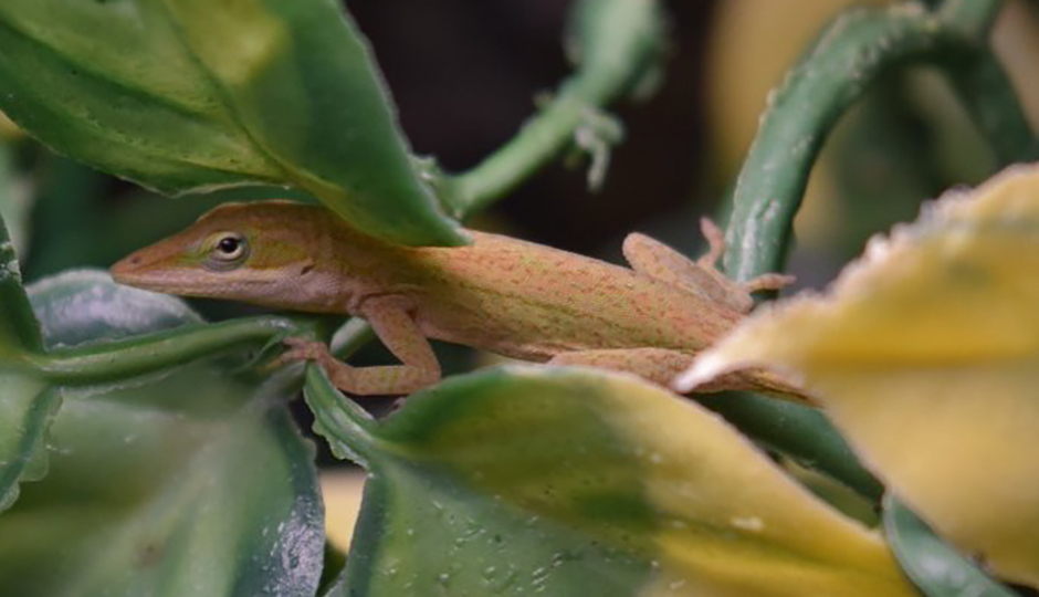 Student Finds Lizard in Organic Salad, Science Teacher Gets New Class ...