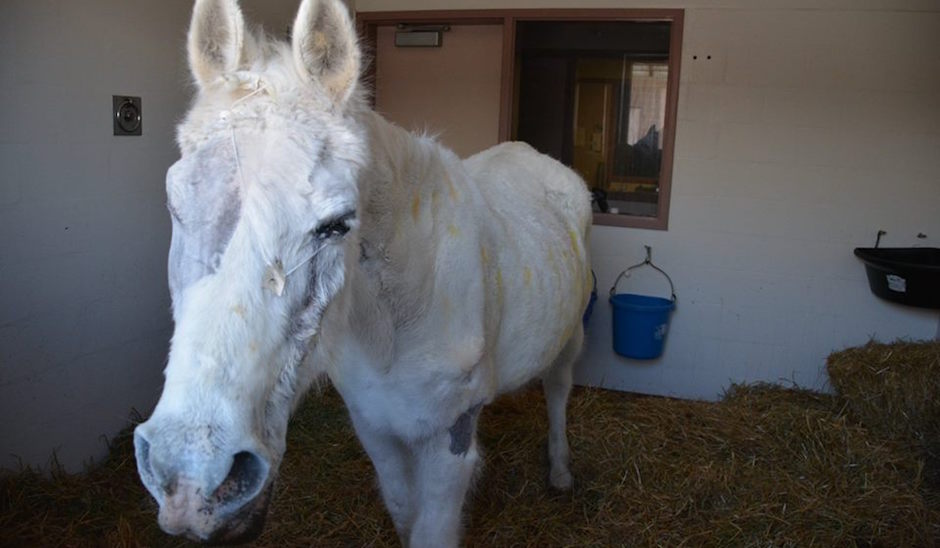 Animal Cruelty Citations Issued in Horse Abuse Case - Philadelphia Magazine