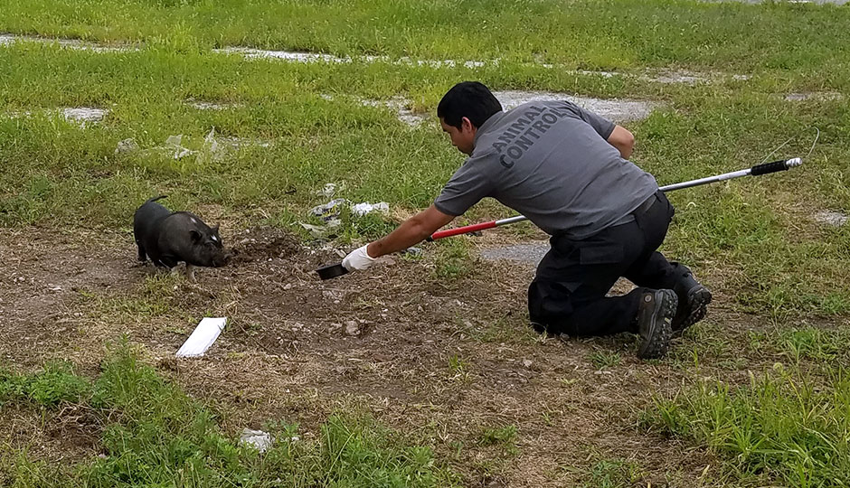 WATCH: Residents Chase, Catch Runaway Pig in South Philly