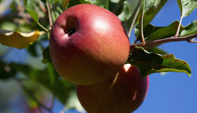 An Apple Farmer’s Guide to Perfecting the Ultimate Apple Dish