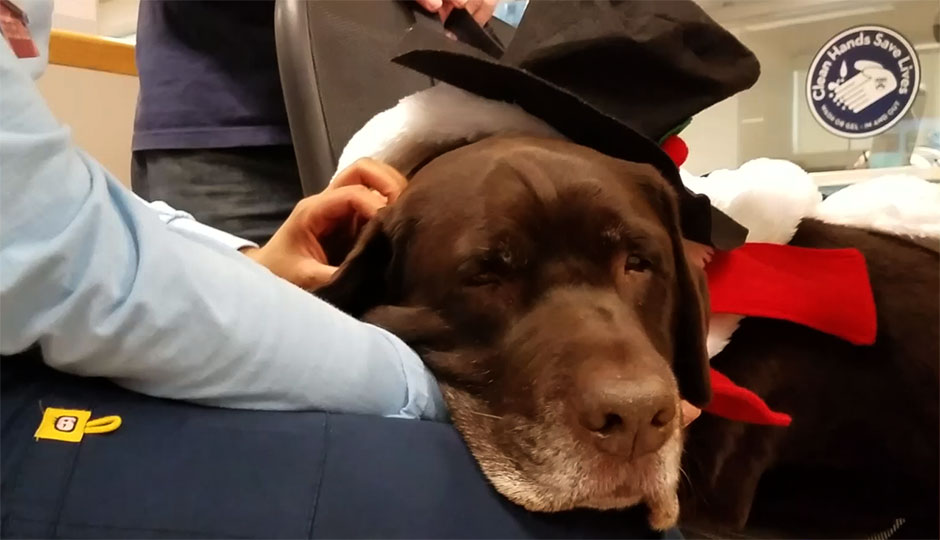 How HUP’s Pups Help Hospital Patients, Caregivers