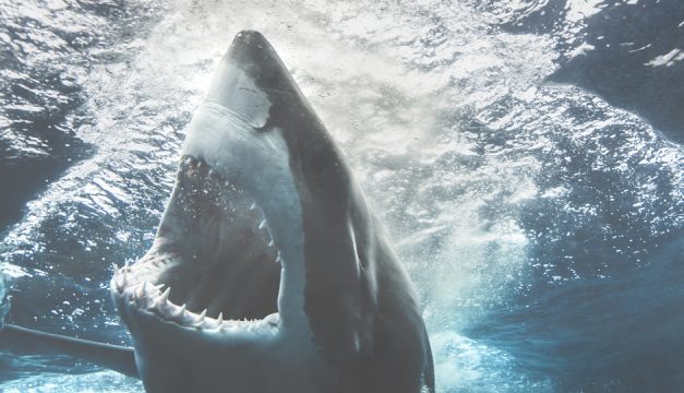 Everybody’s Favorite Shark Is Hanging Off the Coast of Atlantic City