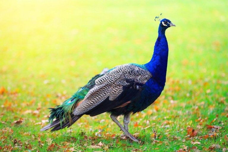 Escaped Zoo Peacocks That Caused Scene on I-76 Are Still on the Lam