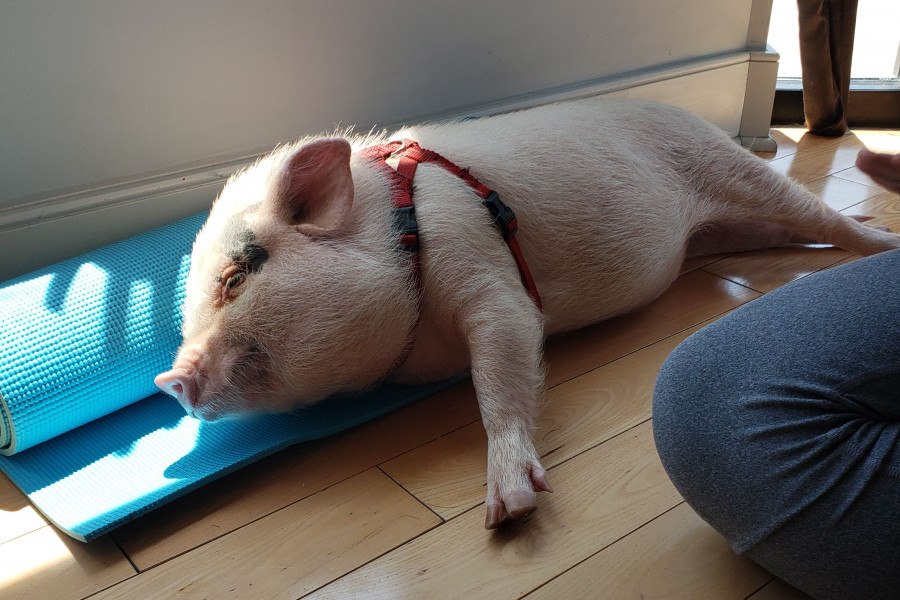 This Philadelphia Fitness Studio Is Hosting Pig Yoga