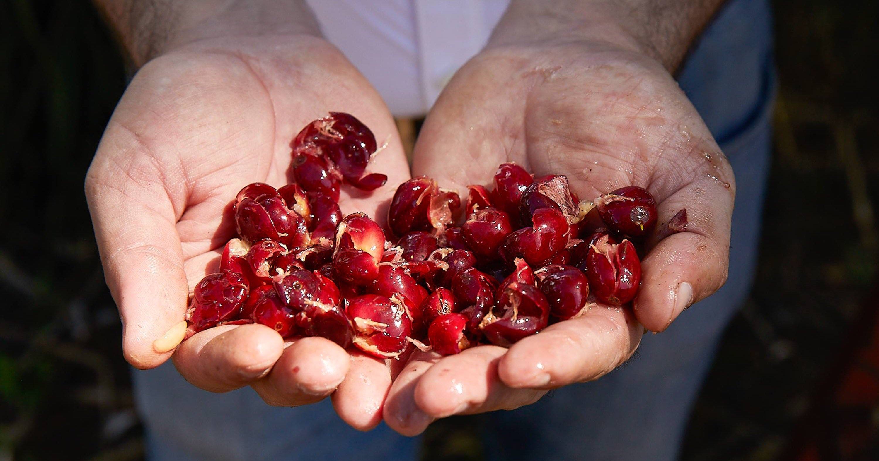 This Local Company Uses a Surprising Ingredient in Its Tea