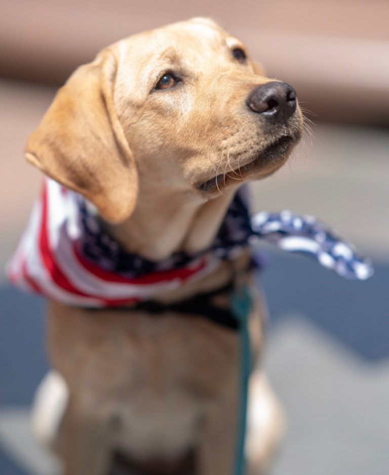 This Nonprofit Is Fundraising to Give Service Dogs to Disabled Veterans