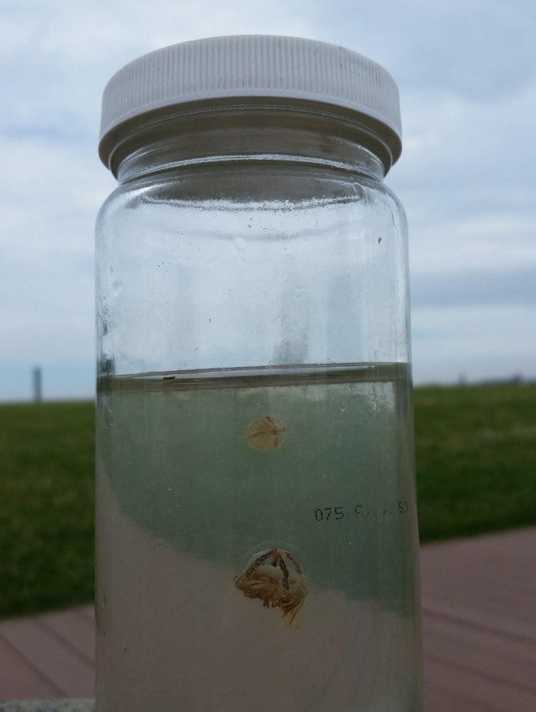 The Super-Stinging “Clinging Jellyfish” Turns Up on South Jersey Shore