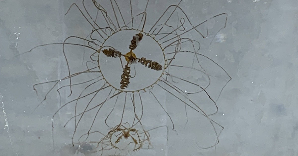 The Super-Stinging “Clinging Jellyfish” Turns Up on South Jersey Shore