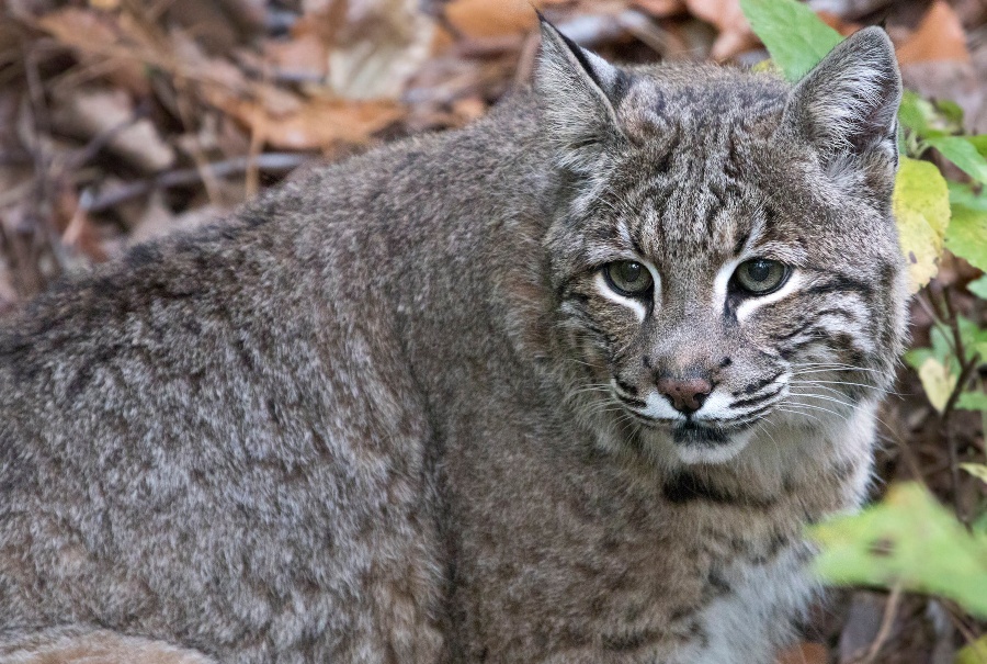 Adoptable Feline Mr. B Is Apparently Not a Bobcat