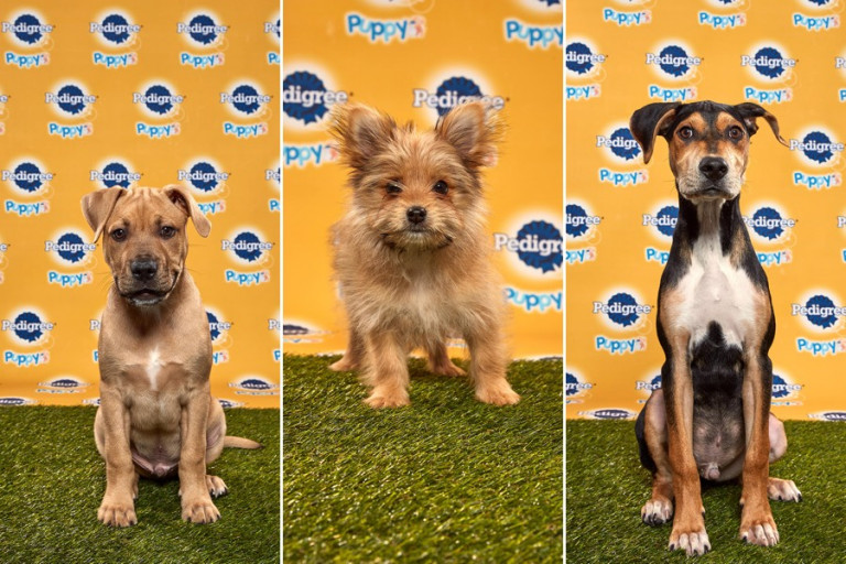 Best Thing This Week: The Philly Dogs in the Puppy Bowl
