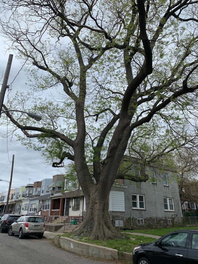 10 of the Coolest, Oldest and Most Storied Philadelphia Trees