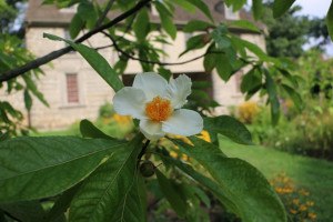 10 of the Coolest, Oldest and Most Storied Philadelphia Trees