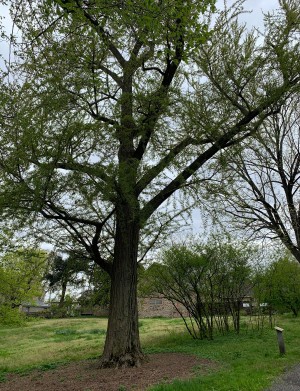 10 of the Coolest, Oldest and Most Storied Philadelphia Trees