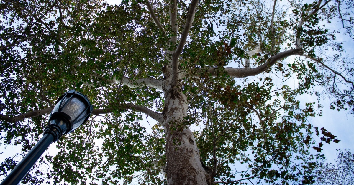 10 of the Coolest, Oldest and Most Storied Philadelphia Trees