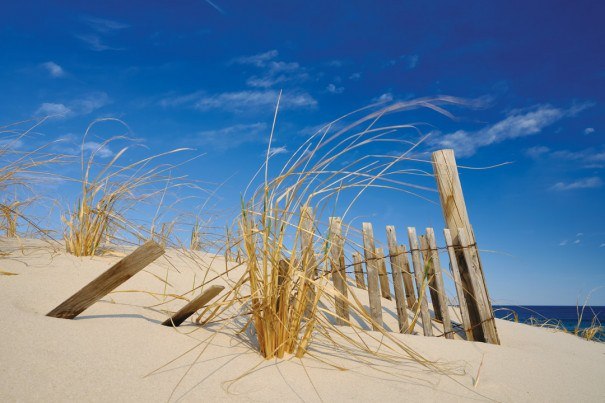 Your Guide to Exploring the Pinelands and Wharton State Forest