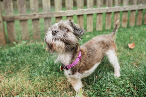 5 Things to Know About Dog Adoptions in Philadelphia