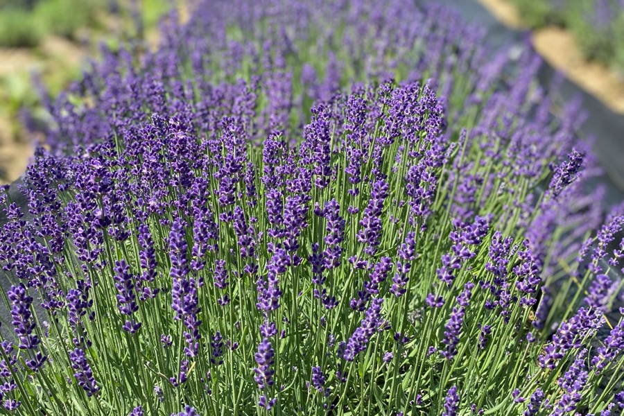 Breathe the Sweet Summer Air at These 6 Philly-Area Lavender Farms