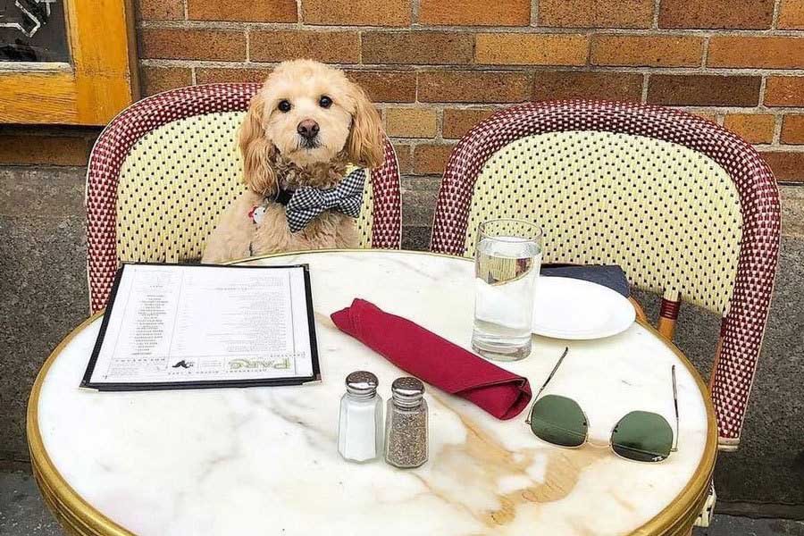 7 Cat Cafes in and Around Philadelphia