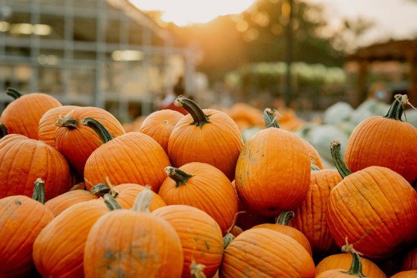 Philly-Area Farms Where You Can Pick Pumpkins This Fall
