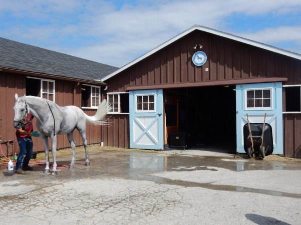 Your Ultimate Guide to the Devon Horse Show