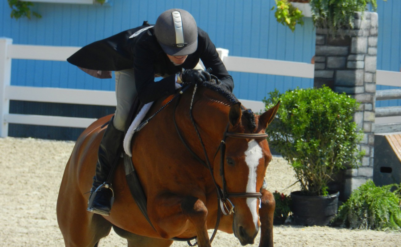 Your Ultimate Guide to the Devon Horse Show
