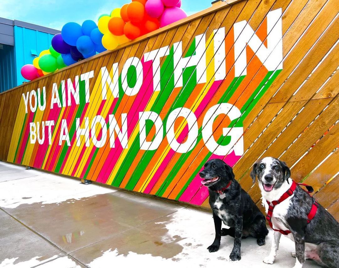 New Details on Bark Social: Manayunk’s “Social Club for Dogs”