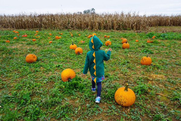 Philly-Area Farms Where You Can Pick Pumpkins This Fall
