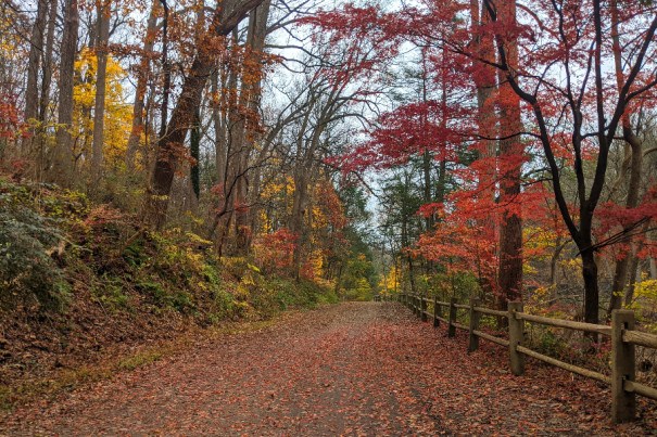 The Best Fall Foliage Hikes in and Around Philadelphia