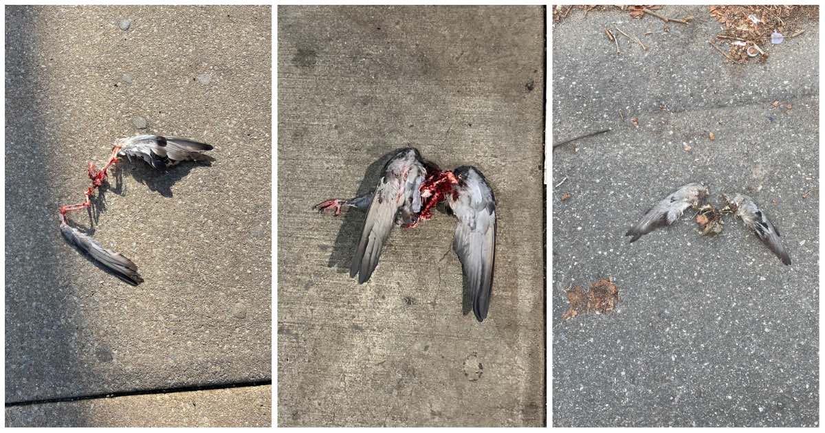 What's Up With All the Disembodied Pigeons on Philly Streets?