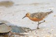 Horseshoe Crabs and Red Knots Fight for Survival on the Delaware Bay