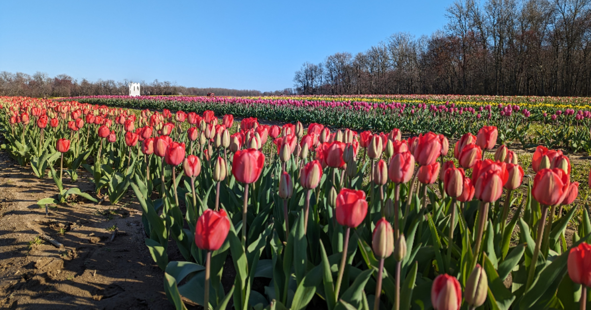 Where to Pick Your Own Flowers Near Philadelphia