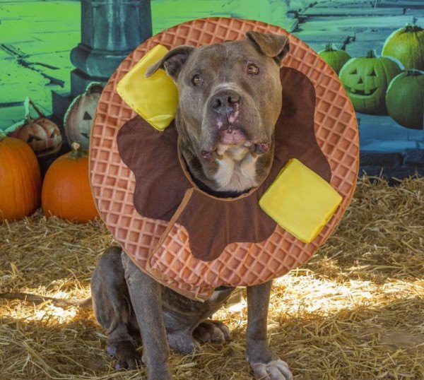 ACCT Philly Stages Themed Photo Shoots to Get Pups Adopted