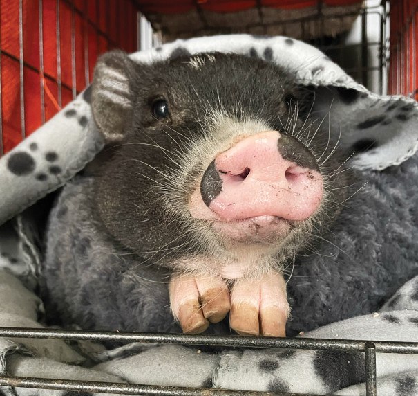 Pet Adoption in Philly: Where and How to Find Your Furry Friend