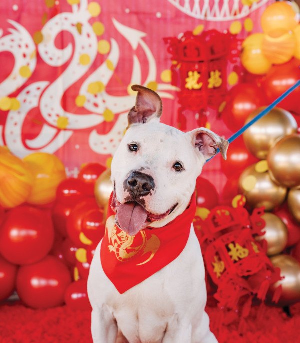 ACCT Philly Stages Themed Photo Shoots to Get Pups Adopted
