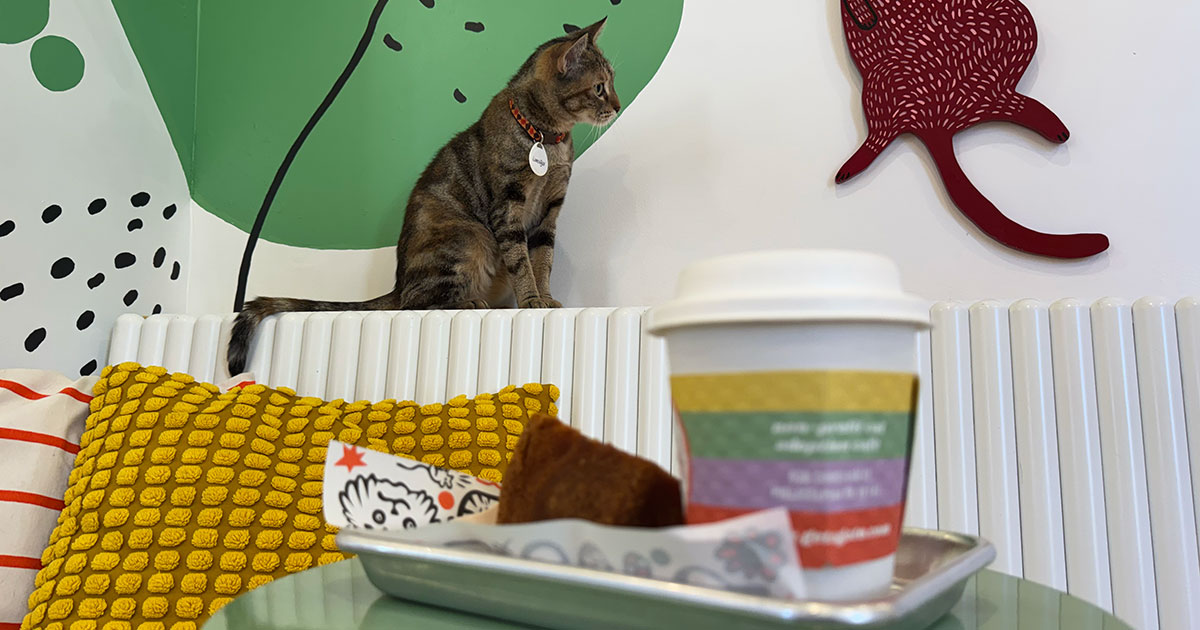 7 Cat Cafes in and Around Philadelphia