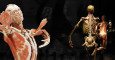 "Body Worlds" Returns to Philadelphia at the Franklin Institute