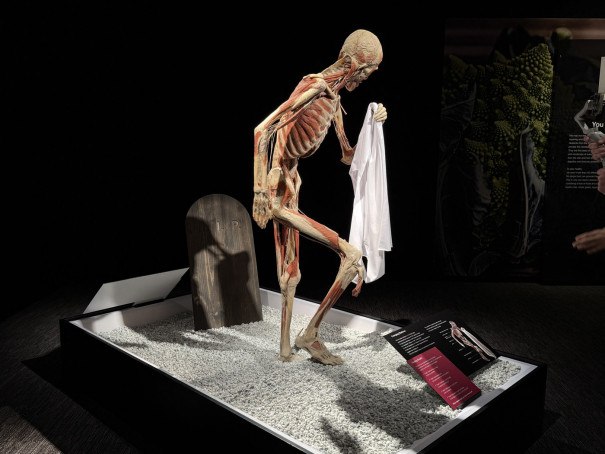 Inside the Franklin Institute’s Stunning New “Body Worlds” Exhibit