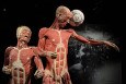 Inside the Franklin Institute’s Stunning New “Body Worlds” Exhibit