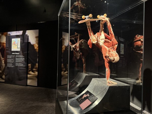 Inside the Franklin Institute’s Stunning New “Body Worlds” Exhibit