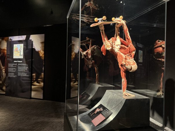 Inside the Franklin Institute’s Stunning New “Body Worlds” Exhibit